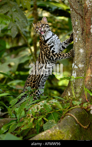 Ocelot (Leopardus pardalis), Ecuador Stock Photo - Alamy
