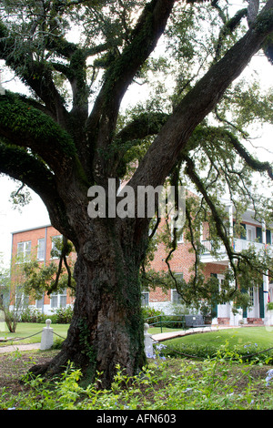 Louisiana, St. Martinville, Evangeline Oak Park, Evangeline Oak Tree ...