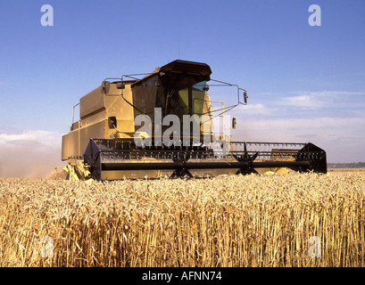 combine harvester working in ripe rice field near forest Stock Photo ...
