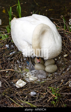 Swan tending to eggs as her offspring hatch in nest River Stour Sudbury ...