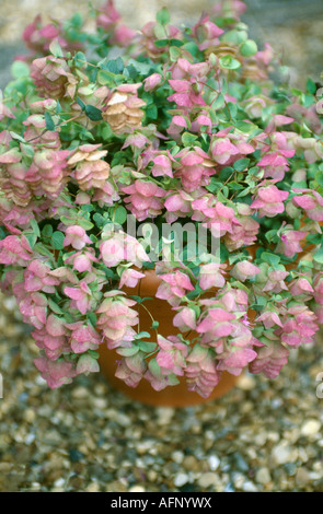 Close up of small pink flowers confetti bush coleonema pulchellum Stock ...