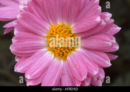 Chrysanthemum 'Gladys' flowers Stock Photo: 90347736 - Alamy