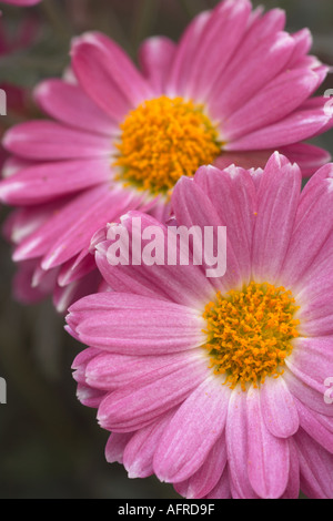 Chrysanthemum 'Gladys' flowers Stock Photo - Alamy