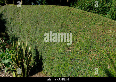 Neatly trimmed Lonicera nitida hedge bordering a house driveway Stock ...