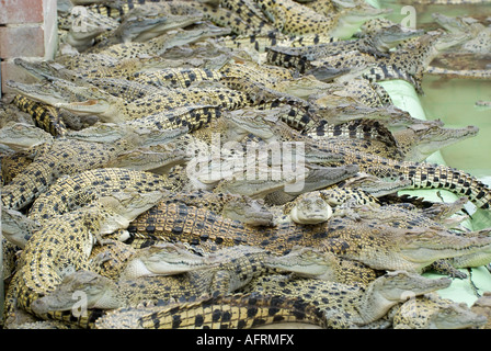 Saltwater Crocodiles at Australia Zoo Stock Photo - Alamy