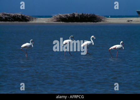 Hokka Yemen Red Sea Coast Palm Trees Stock Photo - Alamy