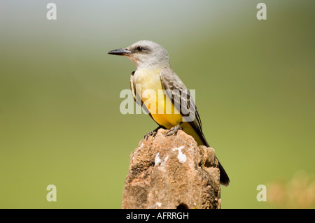 Tropical kingbird Tyrannus melancholicus Northern Pantanal Brazil Stock Photo: 11433077 - Alamy
