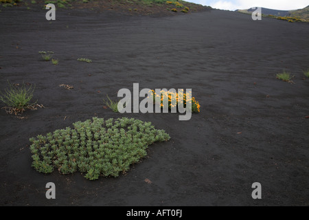 Flowers Grasses Growing on Volcanic Ash Mount Etna Sicily Italy Stock ...