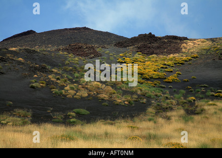 Flowers Grasses Growing on Volcanic Ash Mount Etna Sicily Italy Stock ...
