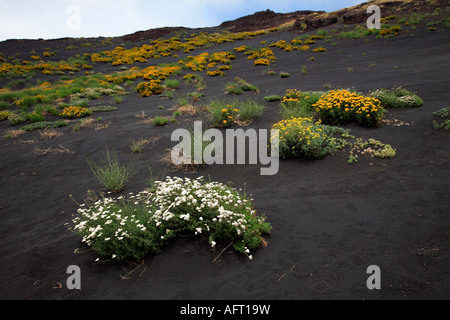 Flowers Grasses Growing on Volcanic Ash Mount Etna Sicily Italy Stock ...