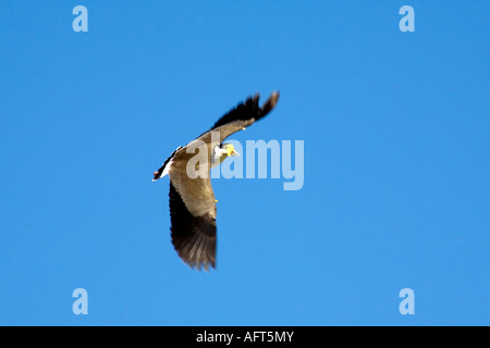 Spur winged plover also known as a masked lapwing, Vanellus miles ...