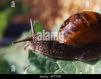 a snail eating a cabbage in a garden vegetable patch or allotment ...
