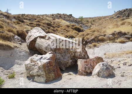 Landscape in island Lesbos Territory Petrified Forest Greece Stock ...