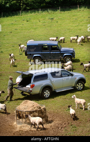 A SHEEP FARMER DRIVING A DOUBLE CAB PICKUP DURING LAMBING ON A ...