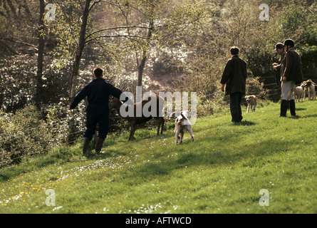 Quantock stag hunt Exmoor somerset UK Devon Somerset Staghounds Hunt ...