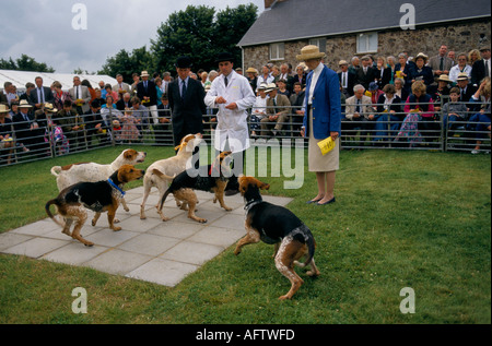 Puppy show held annually during the summer. Quantock Staghounds ...