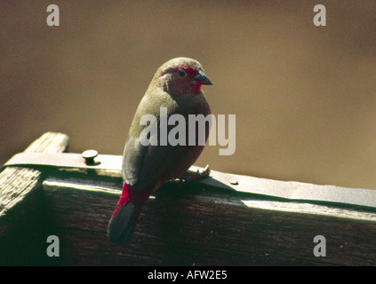 Fire Finches (Lagonosticta rubricata) African Firefinch. Blue-billed ...
