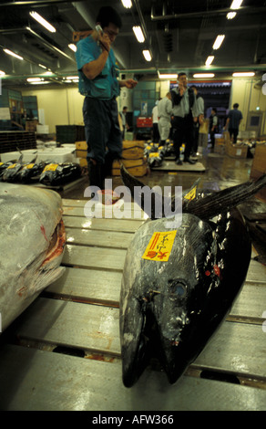 Japanese fishmonger standing in the middle of tuna fish corpses making ...