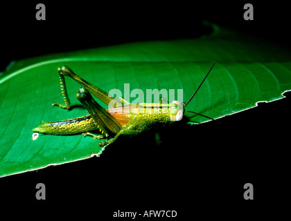 Locust feeding on foliage, Dunk Island, Great Barrier Reef, Queensland ...