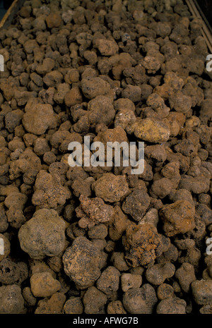 The fungus factory Stock Photo - Alamy
