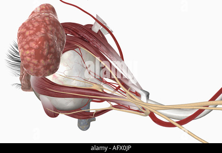External anatomy of the eye Stock Photo - Alamy