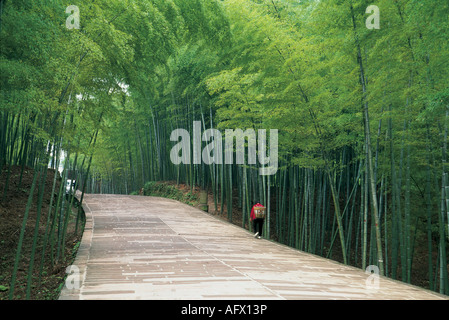Bamboo Forest of South Sichuan A pathway in the Bamboo Forest of South ...