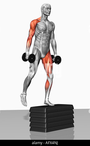 Dumbbell step-up exercise (Part 2 of 2 Stock Photo - Alamy