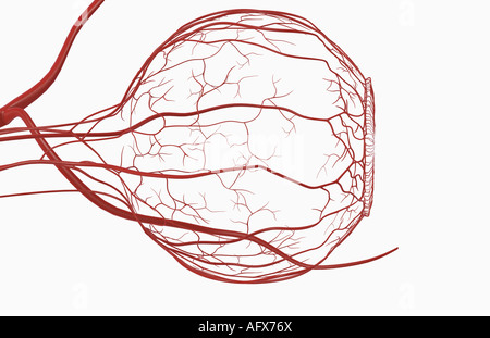 Blood vessels of the eye Stock Photo - Alamy