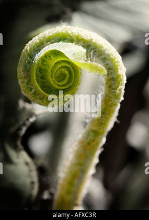 Close up detailed image of a fern leaf- focus is on the front leaf ...