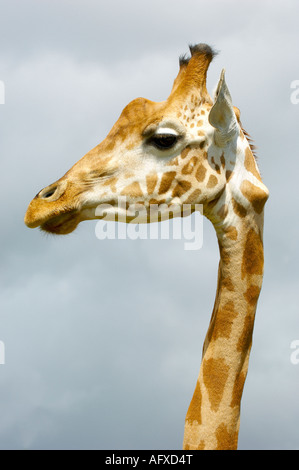 giraffe in a zoo in france Stock Photo - Alamy