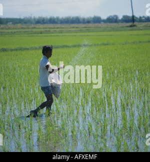 Farmer throwing rice crop in paddy field for sowing, Madh, Malshej Ghat ...