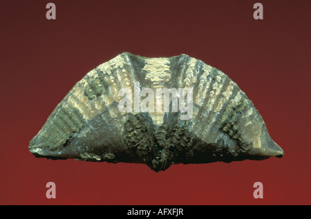 Brachiopod Fossil Spiriferida, by Mark A Schneider Stock Photo - Alamy