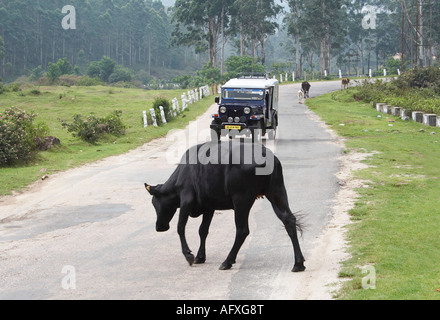 Wild cow in Kerala India Stock Photo - Alamy