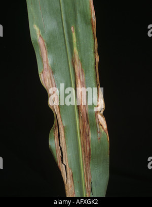 Northern corn leaf blight (Setosphaeria turcica) lesions on a maize ...