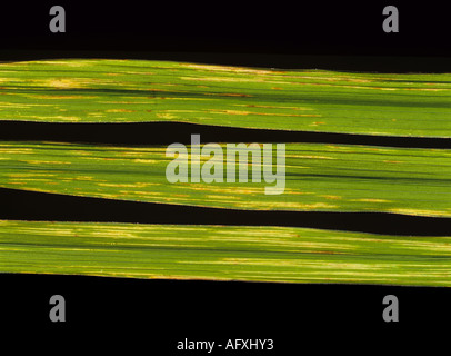 Bacterial leaf streak (Xanthomonas oryzicola) lesions on rice leaves ...