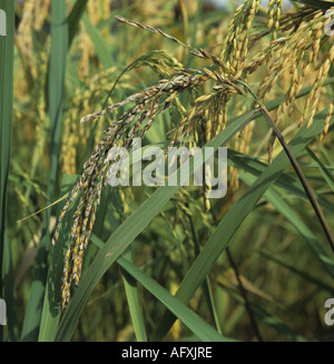 Close up of ear of rice Ripe rice paddy in autumn Stock Photo - Alamy