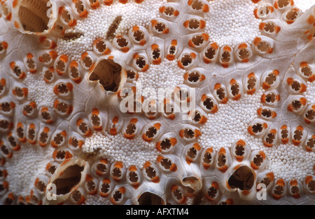 An abstract shot of a colony of Tunicates (Botryllus sp Stock Photo - Alamy