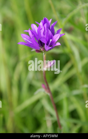 Clustered Bellflower Campanula glomerata Campanulaceae Stock Photo - Alamy