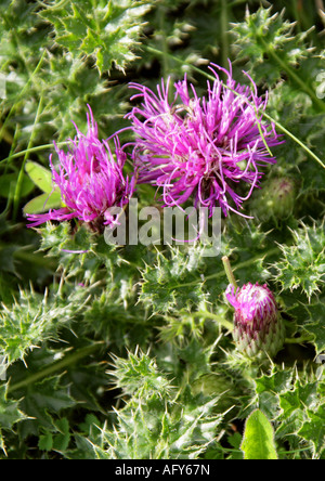 dwarf thistle, Cirsium acaule, (botany book, 1910), Stängellose ...