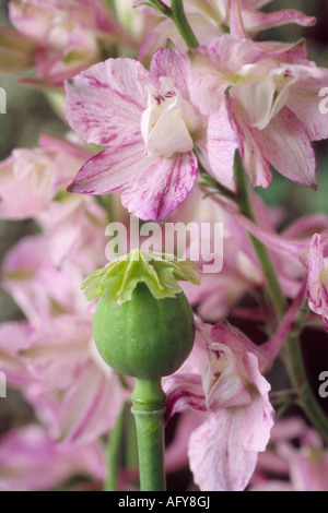 Consolida ajacis 'Splish Splash' (Larkspur) Close up of flower spike of ...