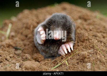 Common mole (Talpa europaea Stock Photo - Alamy