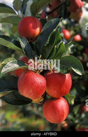 Ripe Charles Ross apples in a trug Stock Photo - Alamy