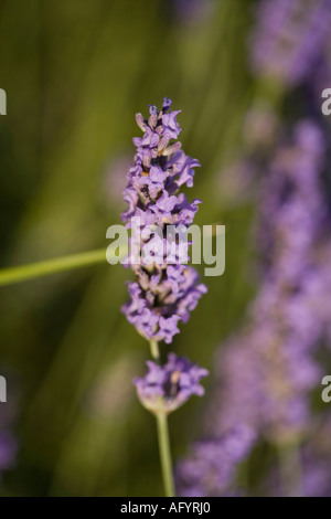 lavender deep blue of Provence, France Stock Photo - Alamy