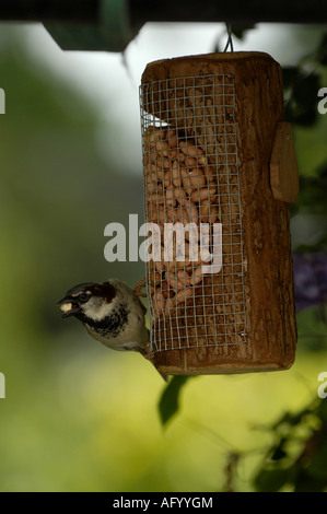 A cock sparrow eating nuts from a bird feeder Stock Photo - Alamy
