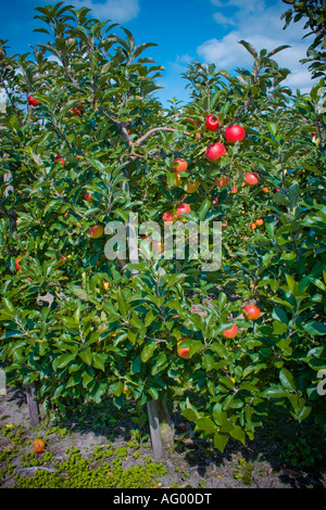 Red Apples in Orchard, Netherlands Stock Photo - Alamy
