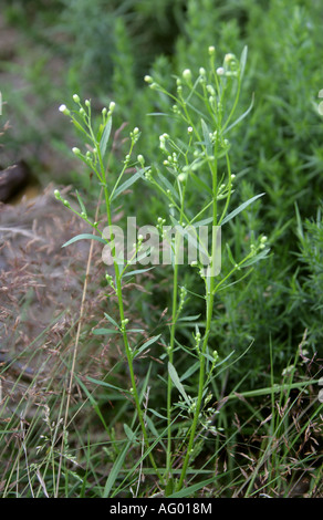 Lithospermum arvense, the field gromwell, corn gromwell, or bastard ...