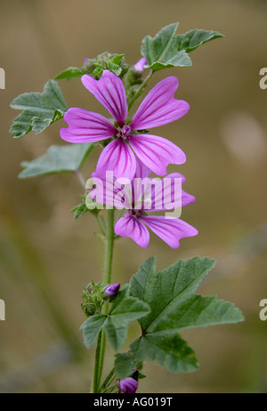 Malva sylvestris, wild mallow Stock Photo - Alamy