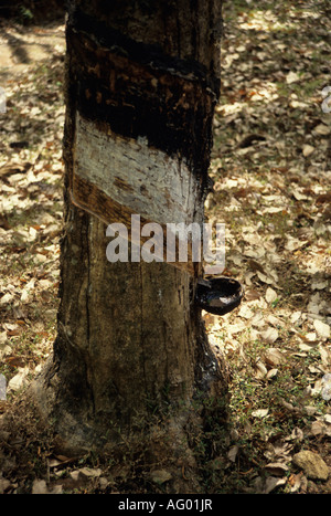Collecting sap from the Rubber Tree (Hevea brasiliensis), Johor Baharu ...