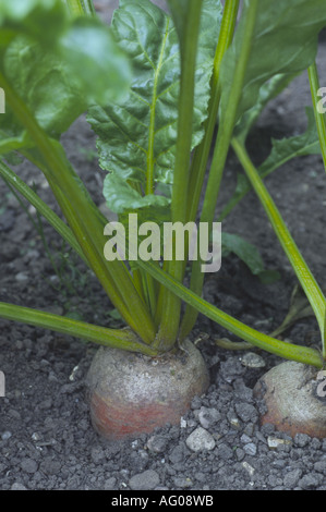 Beetroot 'Burpees Golden', Beta vulgaris Stock Photo - Alamy