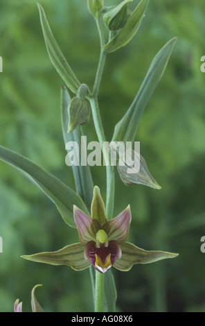 Giant Helleborine Epipactis gigantea beautiful wetland orchid Klamath ...